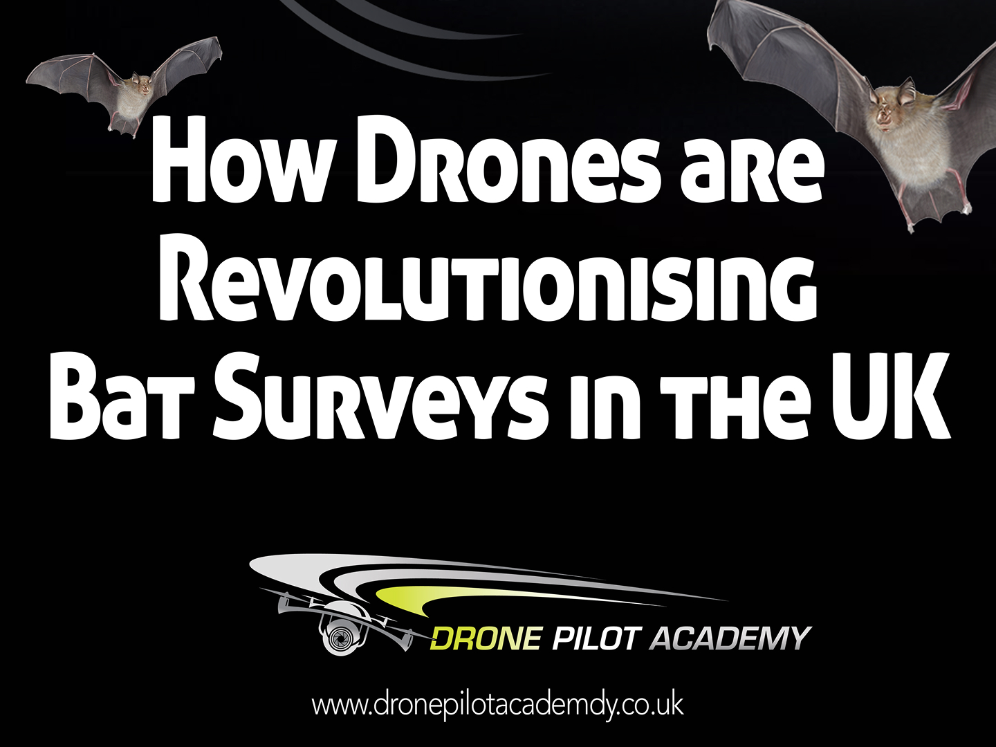 Eyes in the Sky, Ears in the Night: Drones Revolutionising Bat Surveys ...